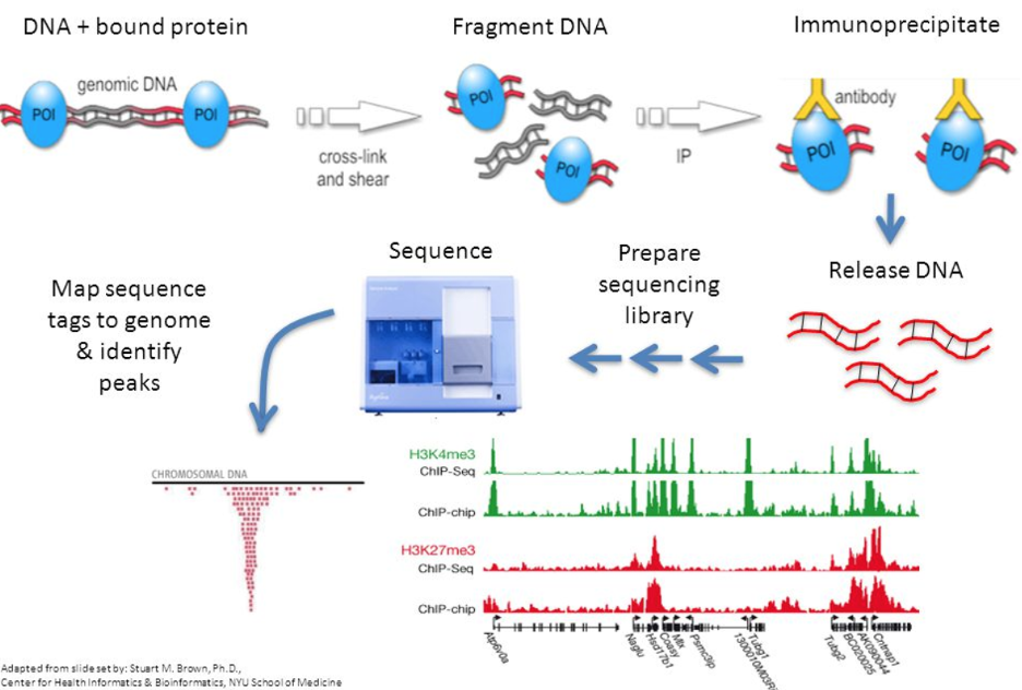 Histone Mark & Transcription Factor Analysis Histone Mark & Transcription Factor Analysis